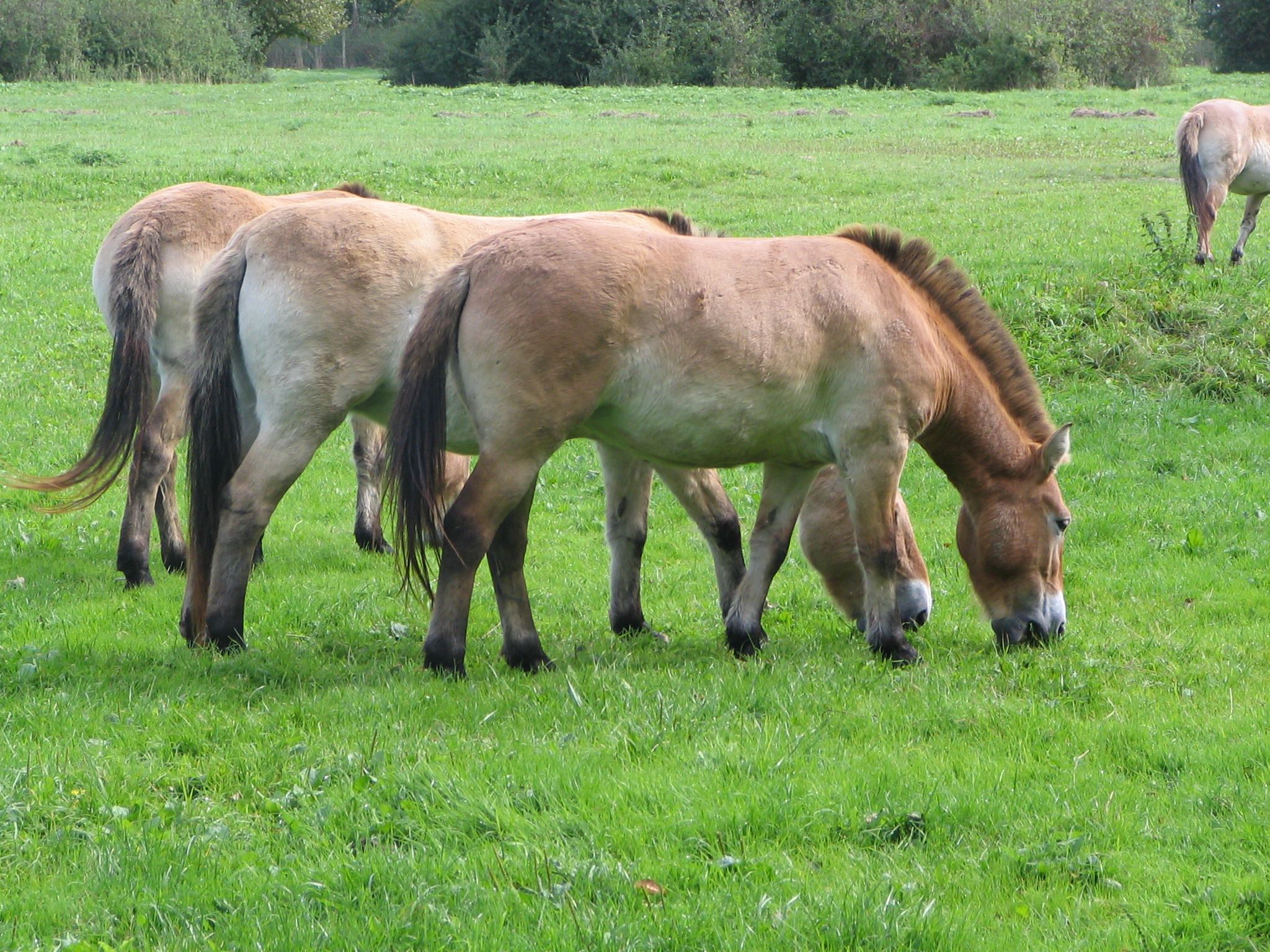 Wild- und Haustierpark Liebenthal | mein-wildpark.de | mein-wildpark.de
